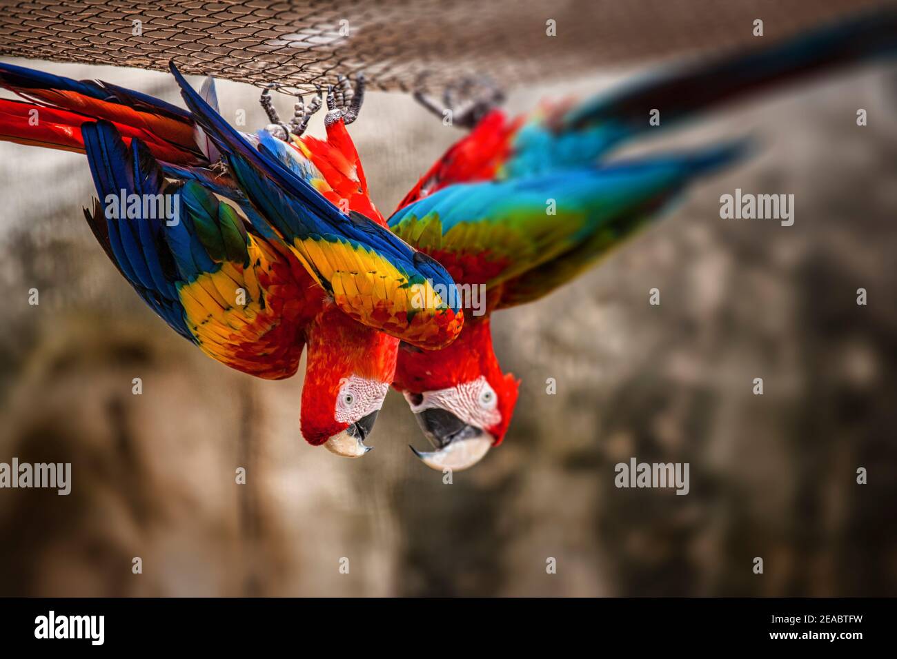 A pair of Scarlet Macaw Parrots hanging from a net at Jungle Island in ...