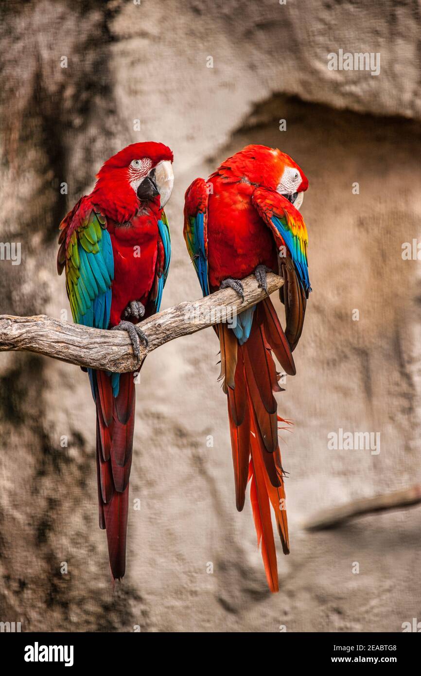 Scarlet Macaw Sitting