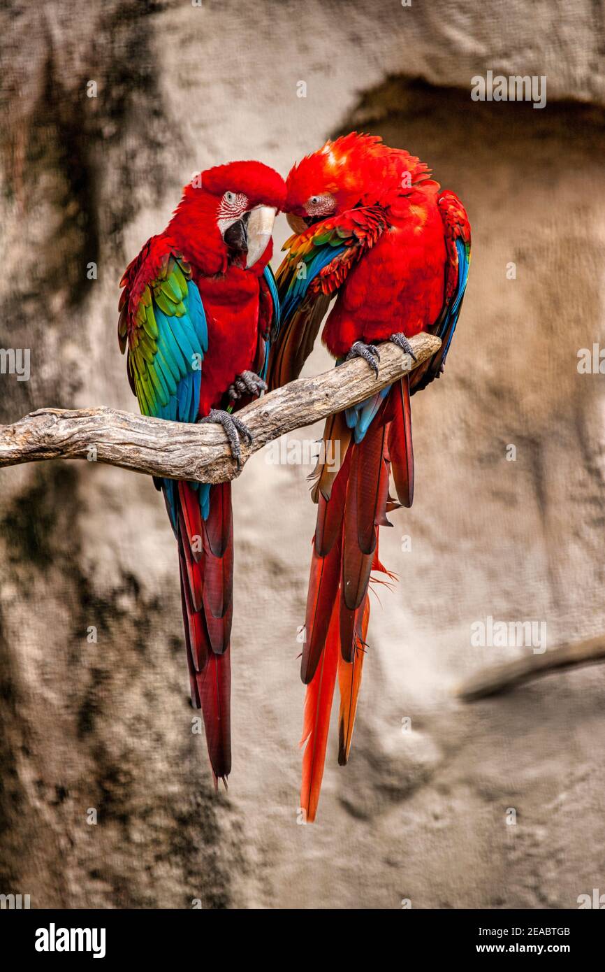 Scarlet Macaw Pair