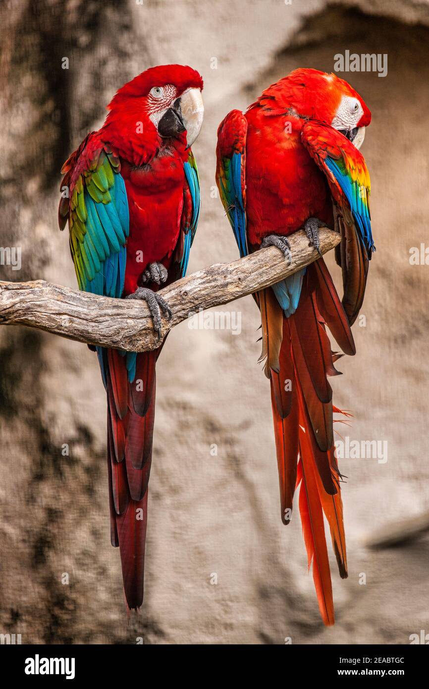 A pair of Scarlet Macaw Parrots sitting on a perch at Jungle Island in ...