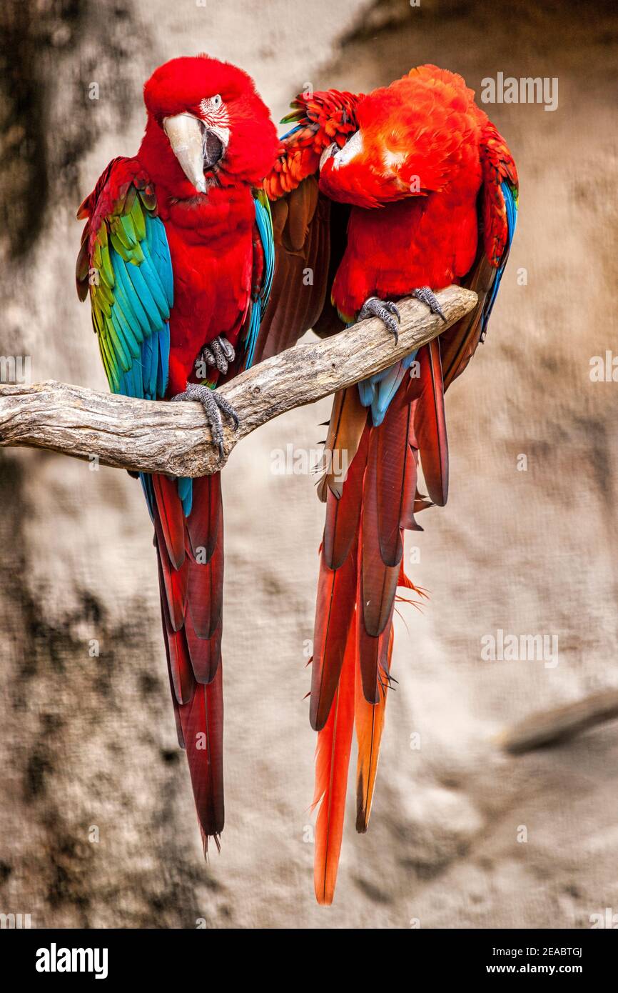 Scarlet Macaw Sitting
