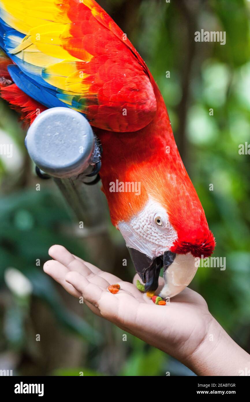 A Scarlet Macaw Parrot takes feed from the hand of a tourist at Jungle ...