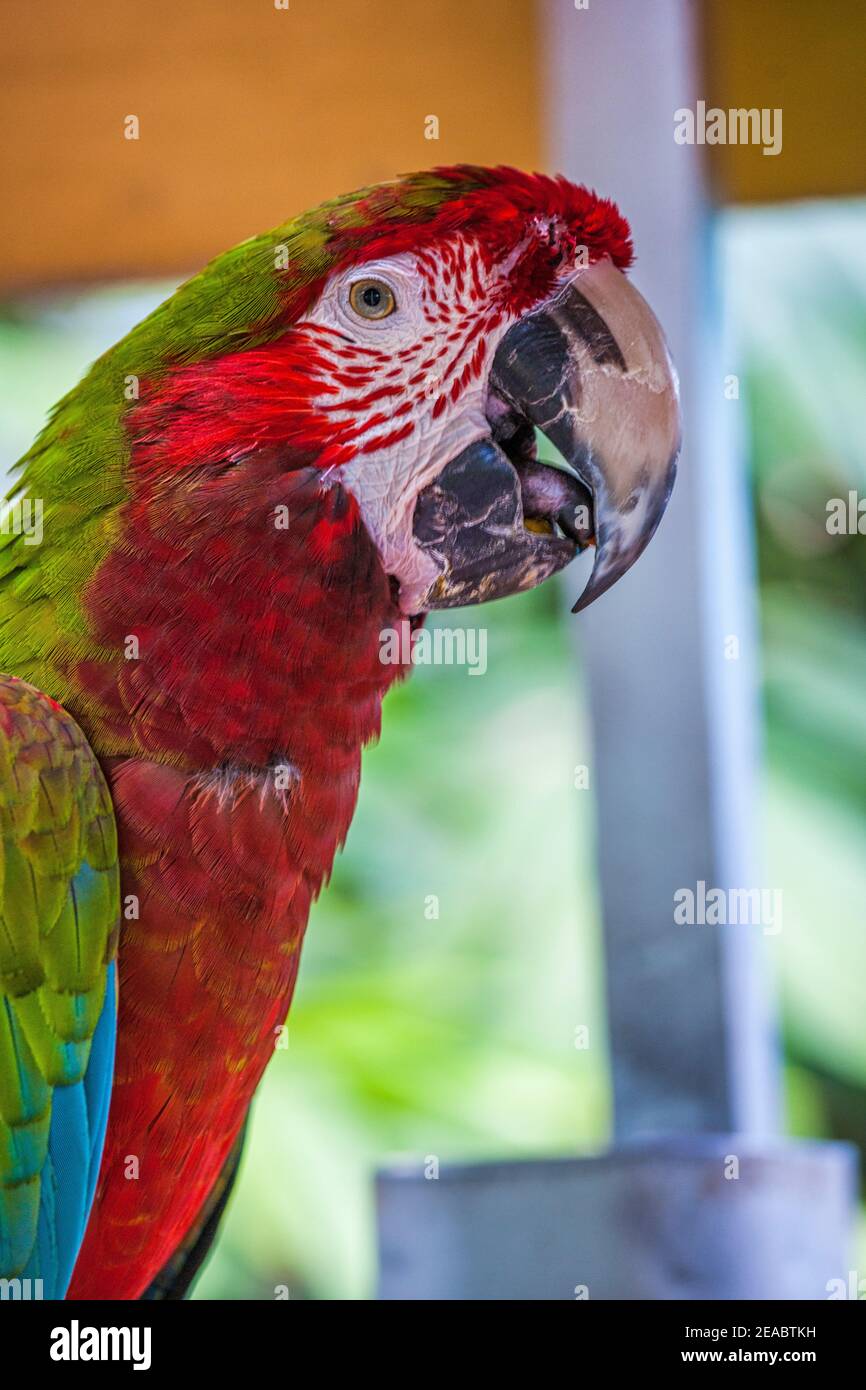 Closeup of a Green and Red Macaw Parrot at Jungle Island in Miami ...