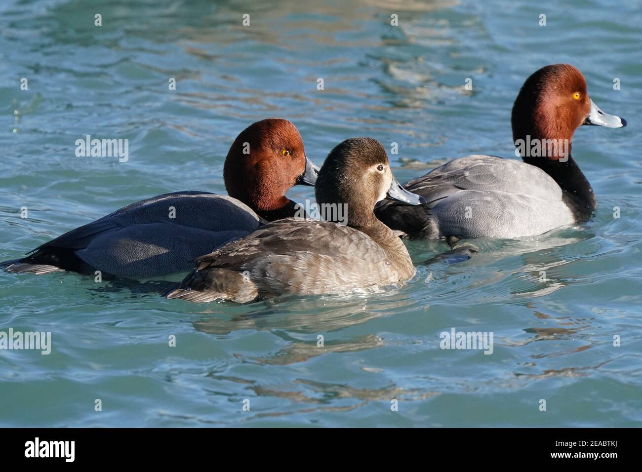 Males bright red head and black neck hi-res stock photography and ...