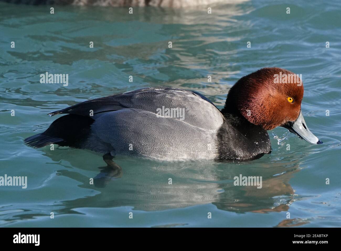 Males Bright Red Head And Black Neck High Resolution Stock Photography ...