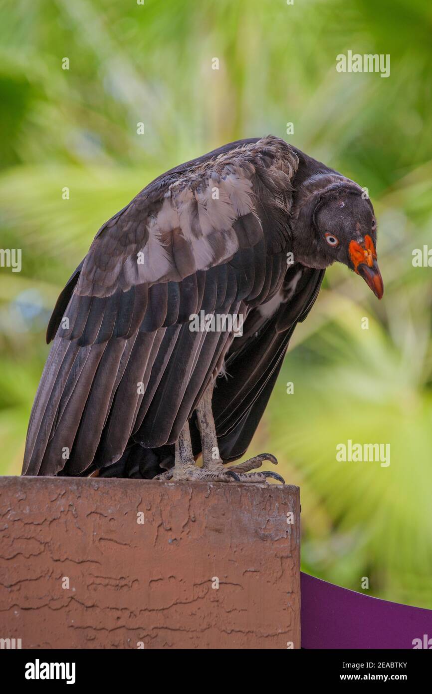 A Black Vulture poses for the tourists at Jungle Island in Miami ...