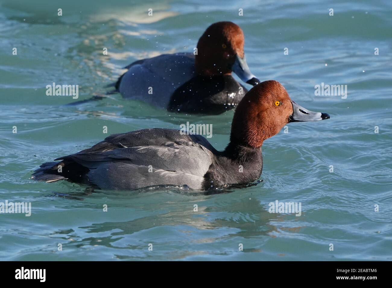 Males bright red head and black neck hi-res stock photography and ...