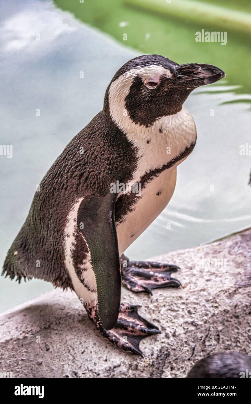An African Penguin at Jungle Island in Miami, Florida Stock Photo - Alamy