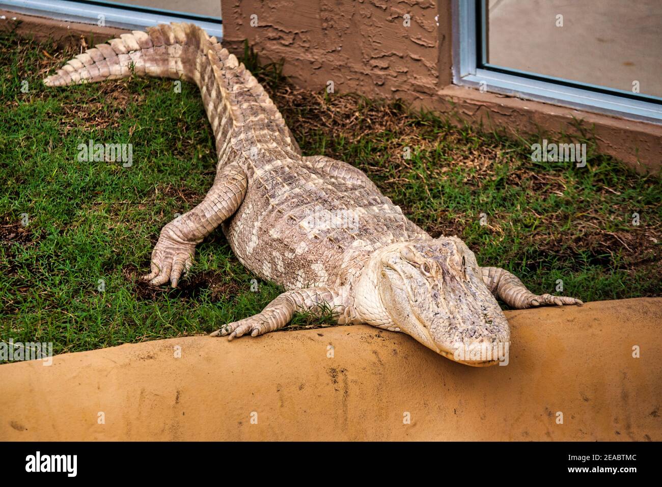 White alligator albino hi-res stock photography and images - Alamy