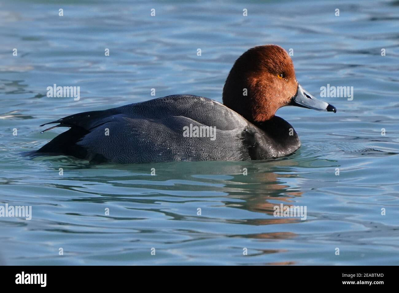 Males bright red head and black neck hi-res stock photography and ...