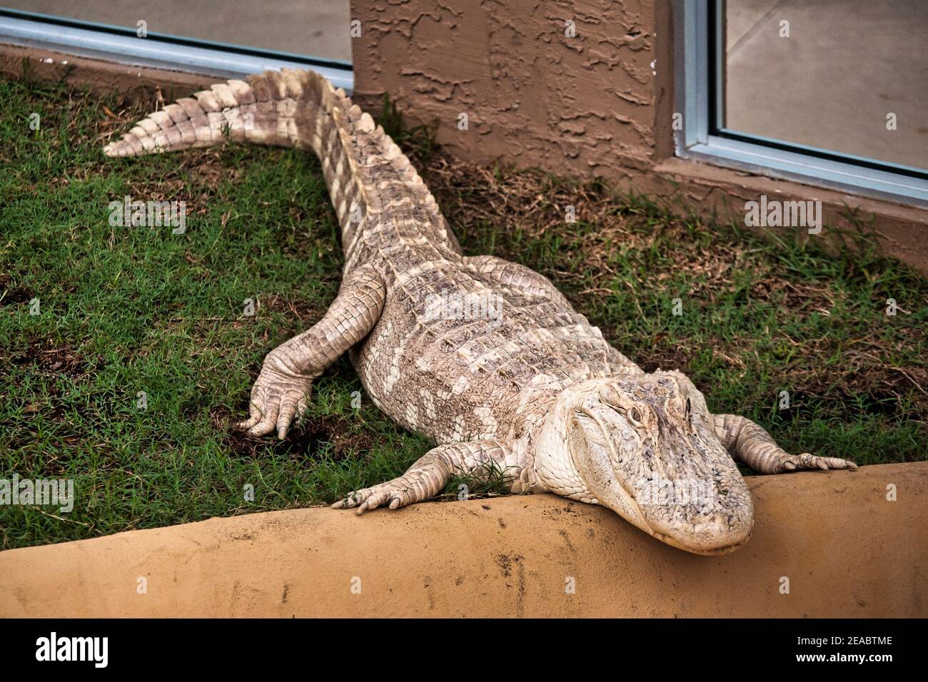 White alligator albino hi-res stock photography and images - Alamy