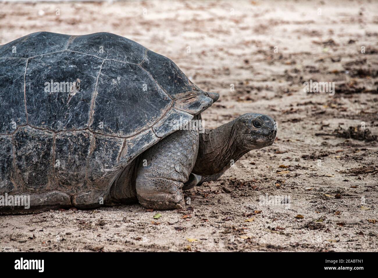 A Giant Tortoise at Jungle Island in Miami, Florida Stock Photo - Alamy