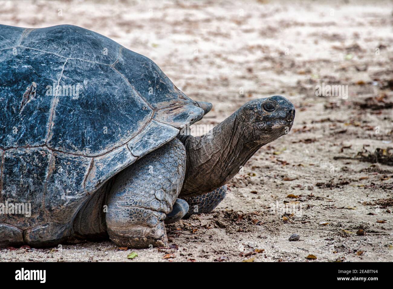 A Giant Tortoise at Jungle Island in Miami, Florida Stock Photo - Alamy