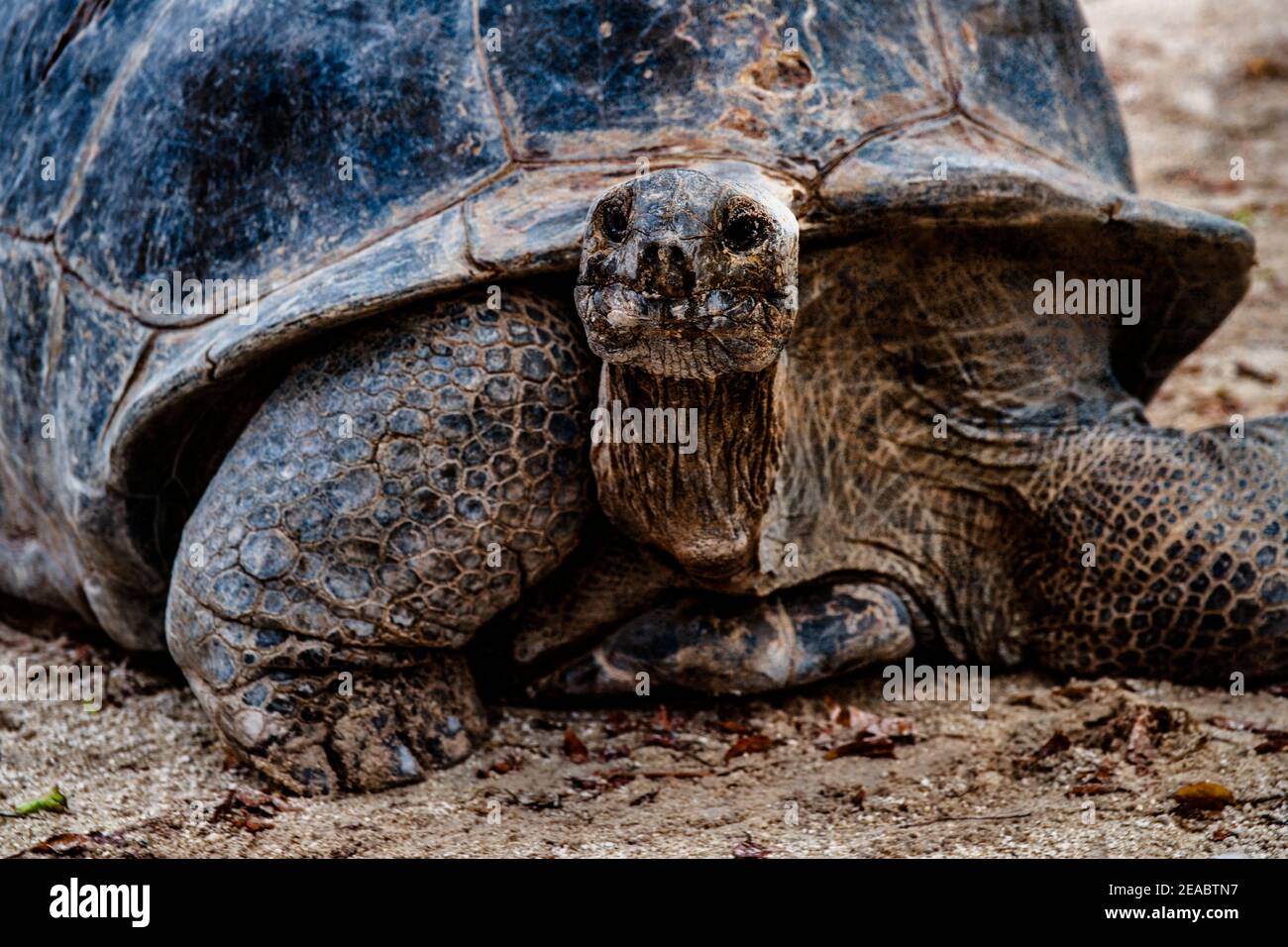 A Giant Tortoise at Jungle Island in Miami, Florida Stock Photo - Alamy