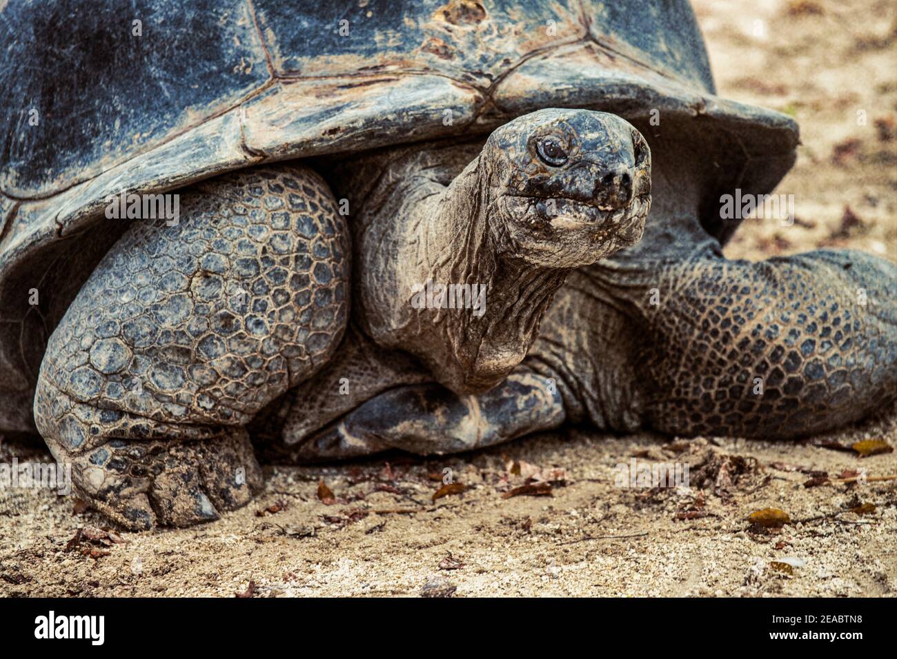 A Giant Tortoise at Jungle Island in Miami, Florida Stock Photo - Alamy
