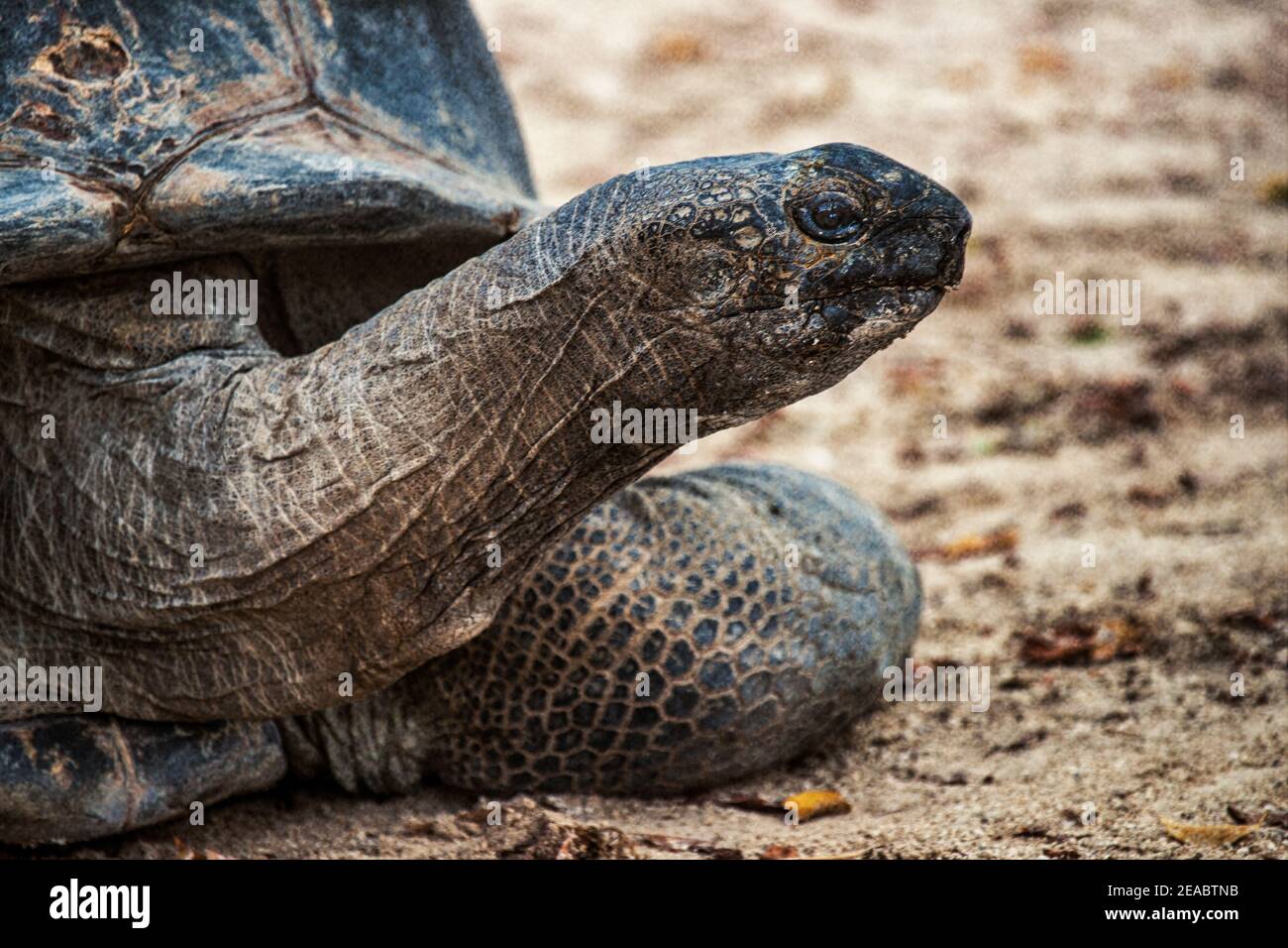 A Giant Tortoise at Jungle Island in Miami, Florida Stock Photo - Alamy