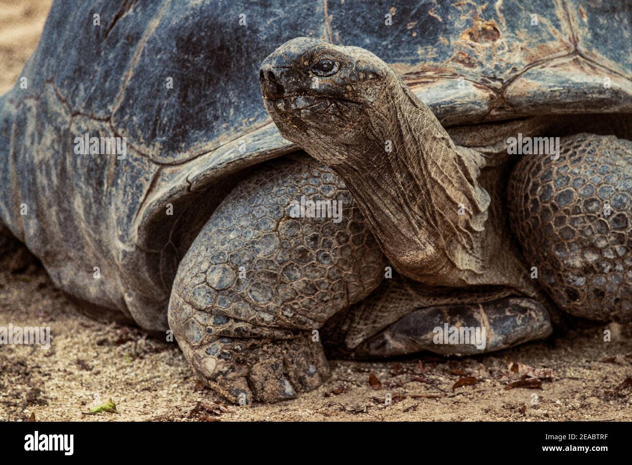 A Giant Tortoise at Jungle Island in Miami, Florida Stock Photo - Alamy