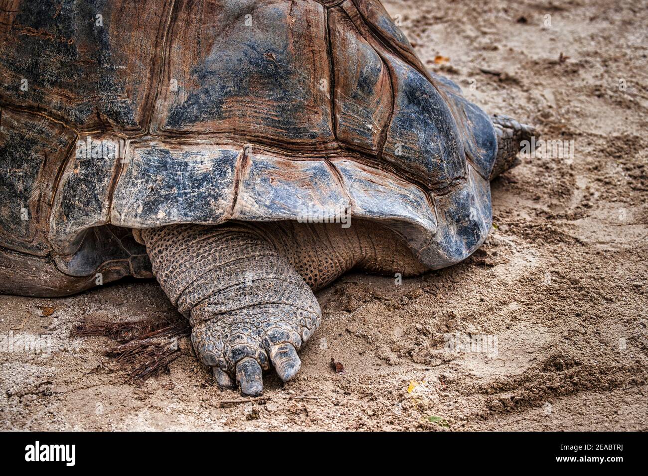 Closeup of the leg and clawed foot of a Giant Tortoise at Jungle Island ...
