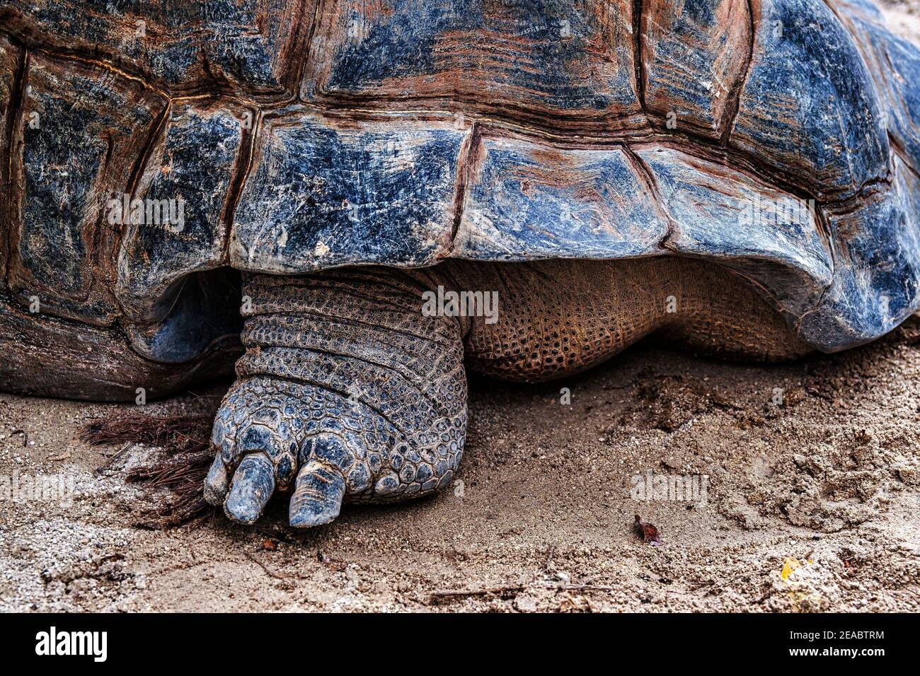 Closeup of the leg and clawed foot of a Giant Tortoise at Jungle Island ...