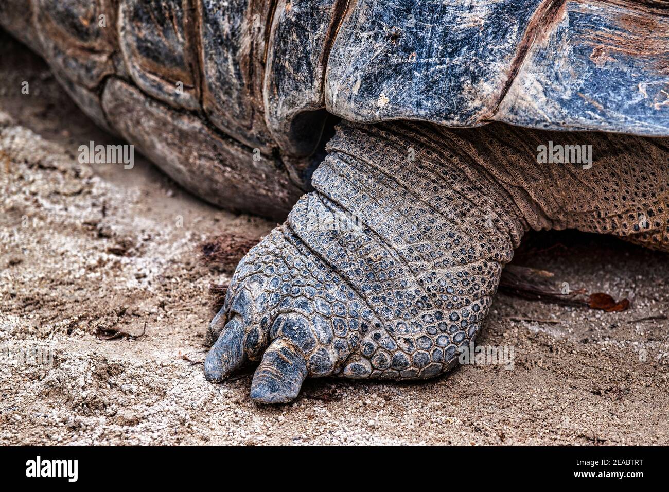 Closeup of the leg and clawed foot of a Giant Tortoise at Jungle Island ...