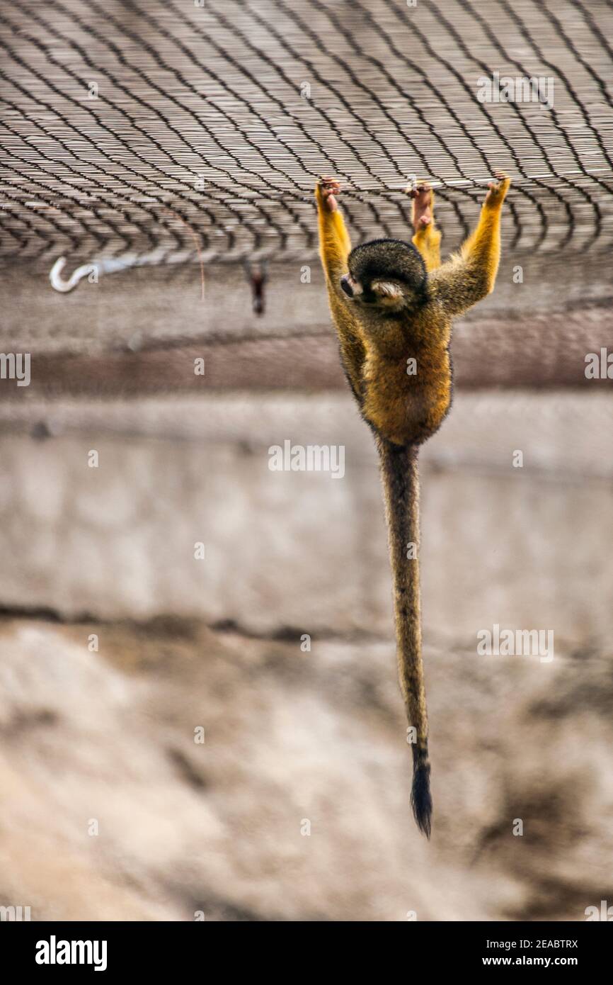 A Central American Squirrel Monkey at Jungle Island in Miami, Florida ...