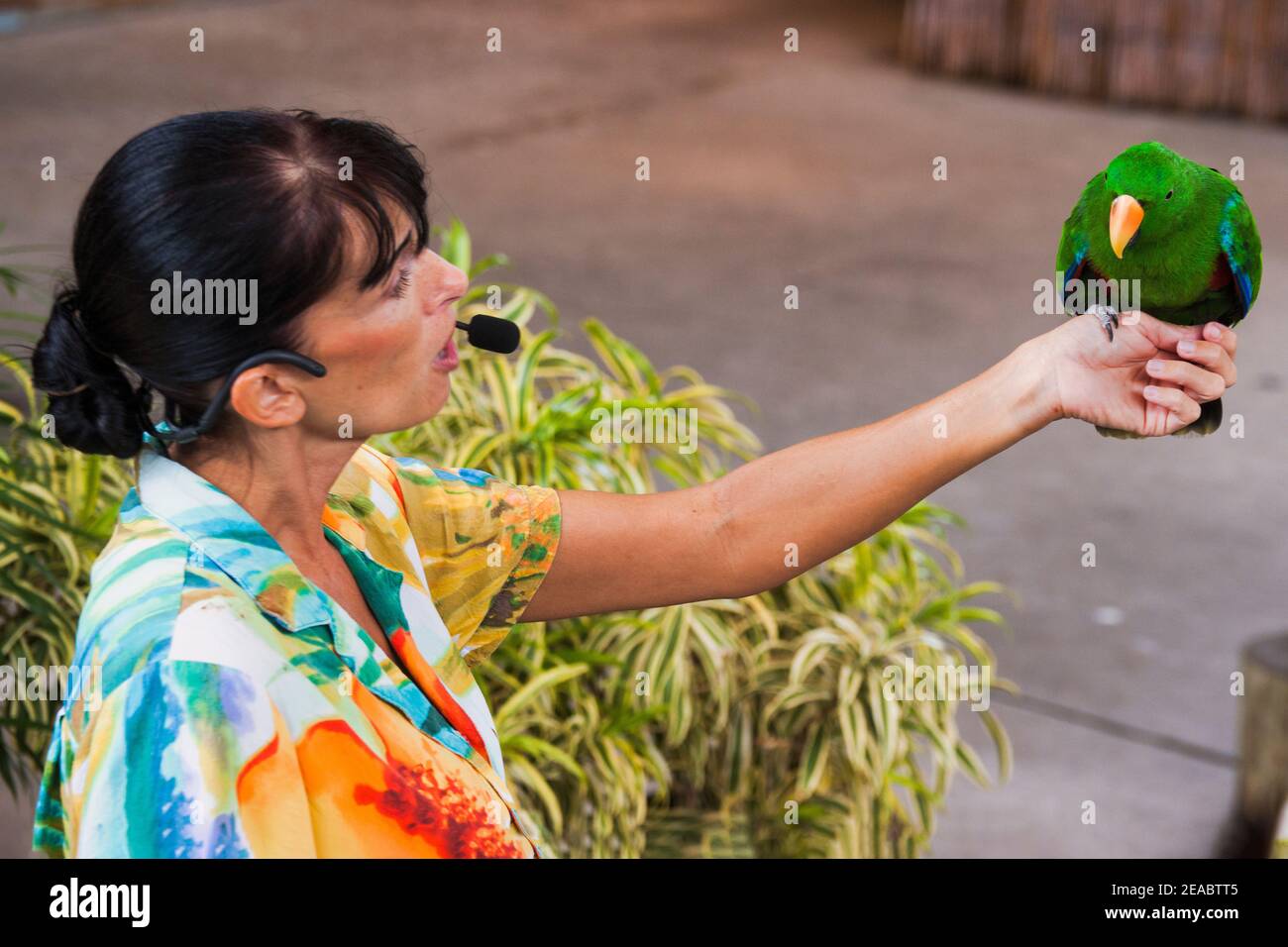 A trainer holds a Eclectus Parrot at the Parrot Bowl show at Jungle ...