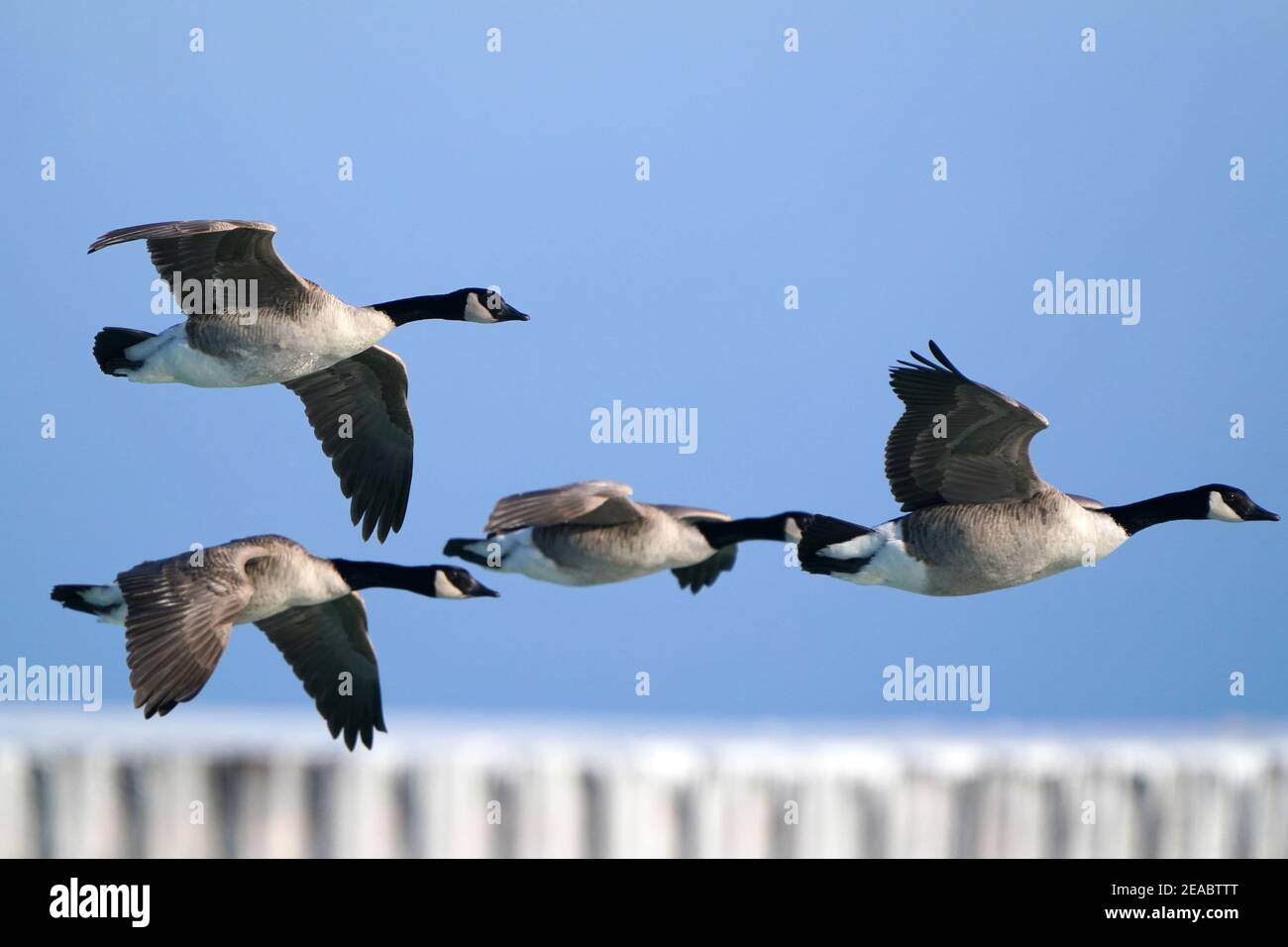 Canada geese flying night hi-res stock photography and images - Alamy