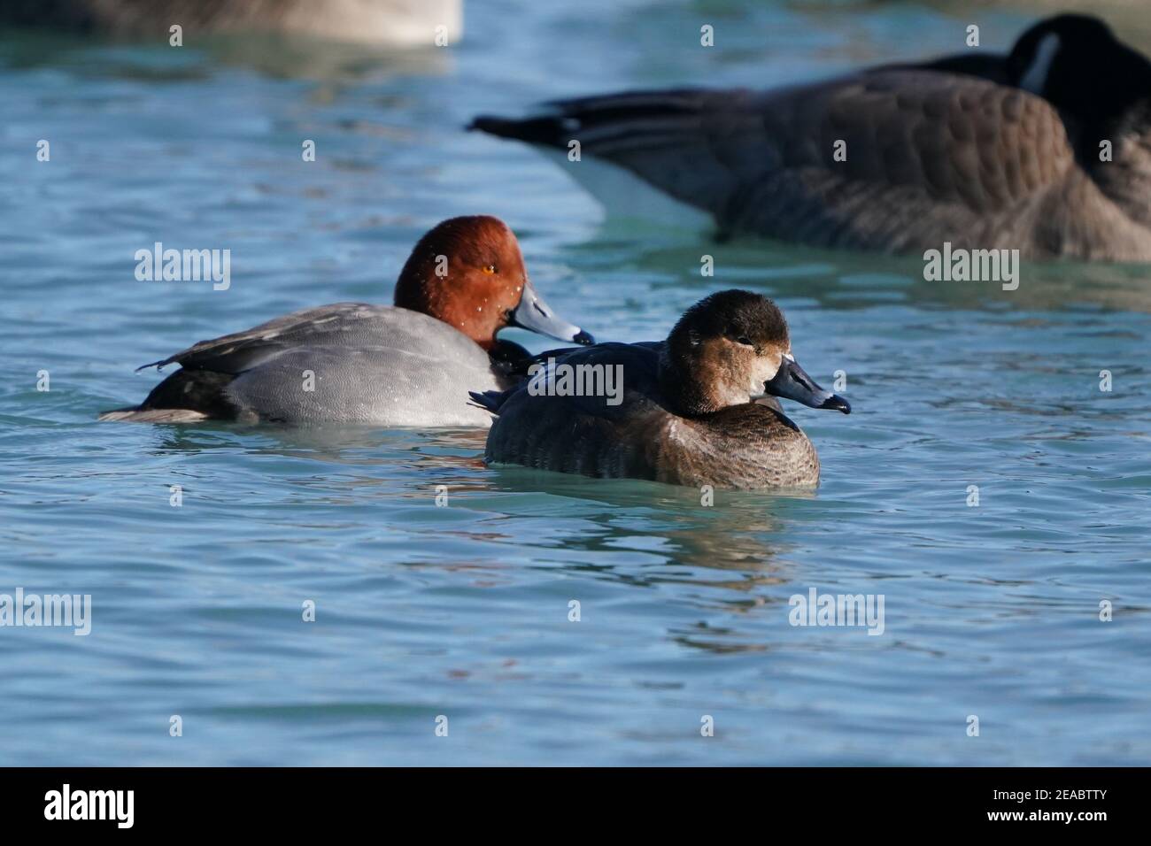 Males bright red head and black neck hi-res stock photography and ...