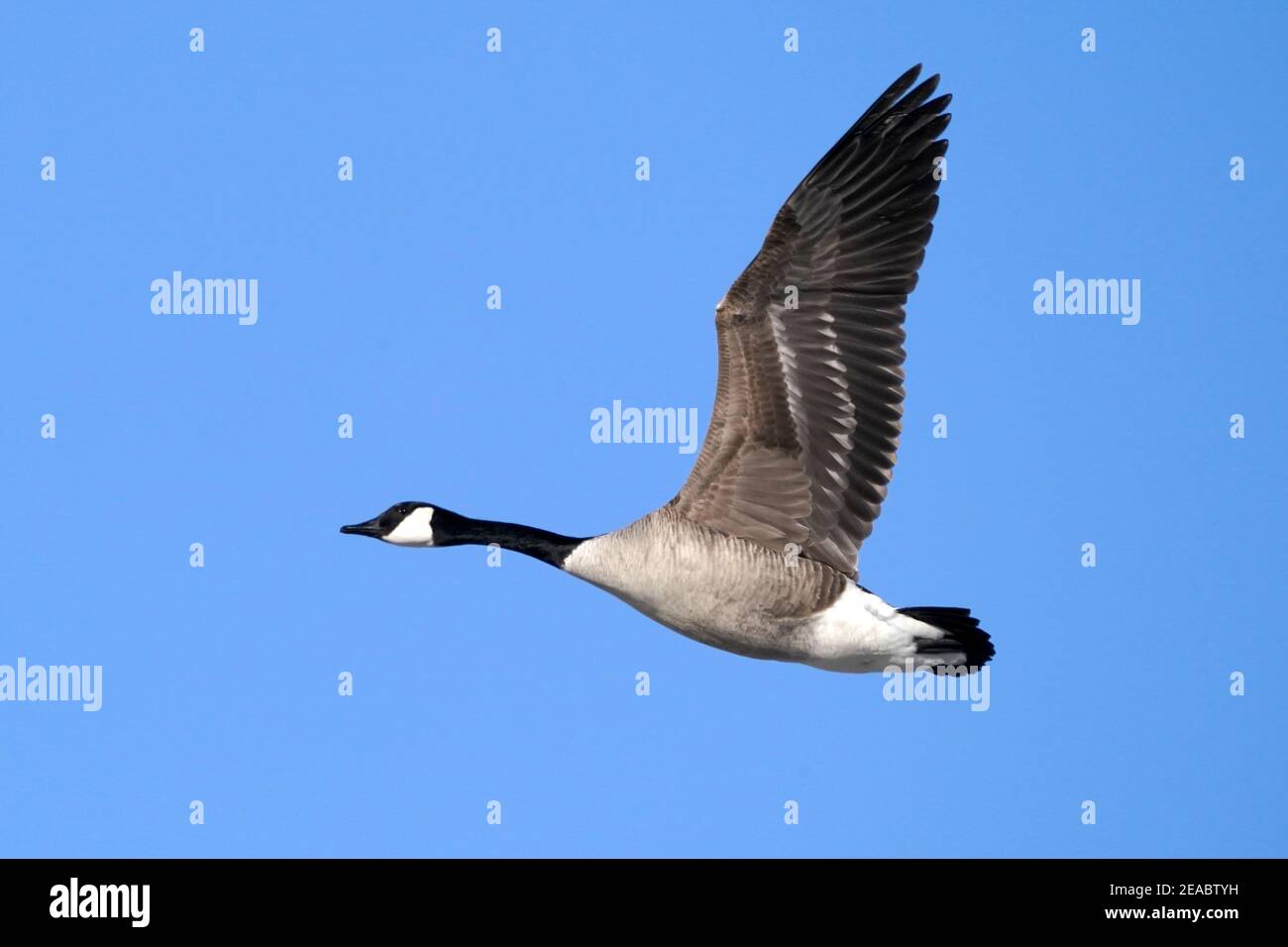 Canada geese flying night hi-res stock photography and images - Alamy