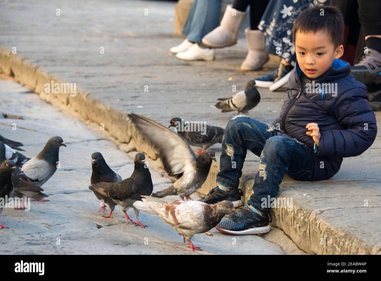 Child plays with pigeons Stock Photo - Alamy