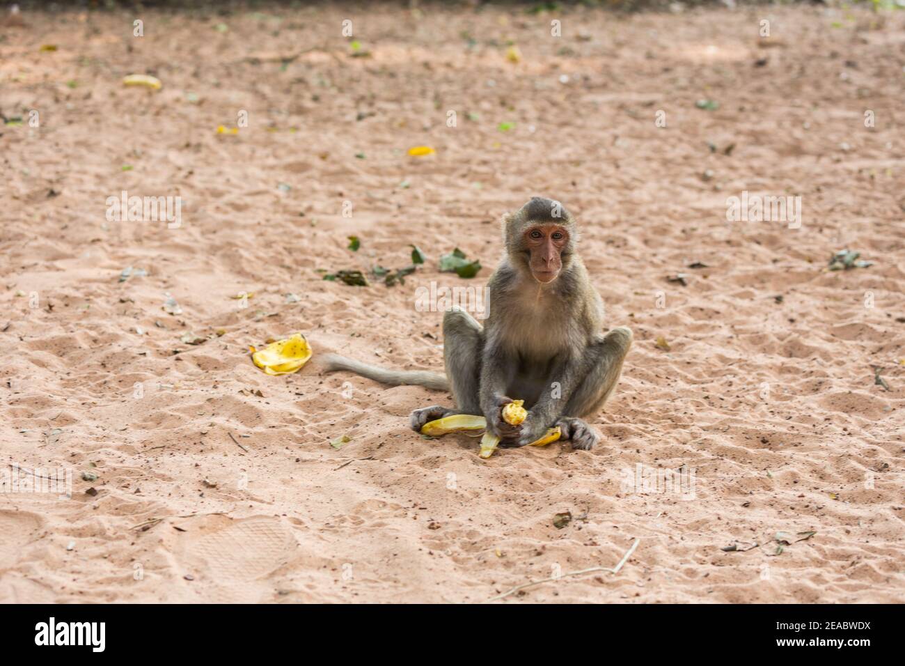 monkey sits on the sand and eats banana Stock Photo - Alamy