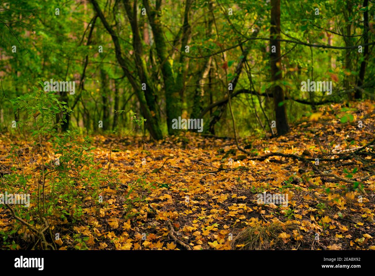 Selective colours hi-res stock photography and images - Alamy