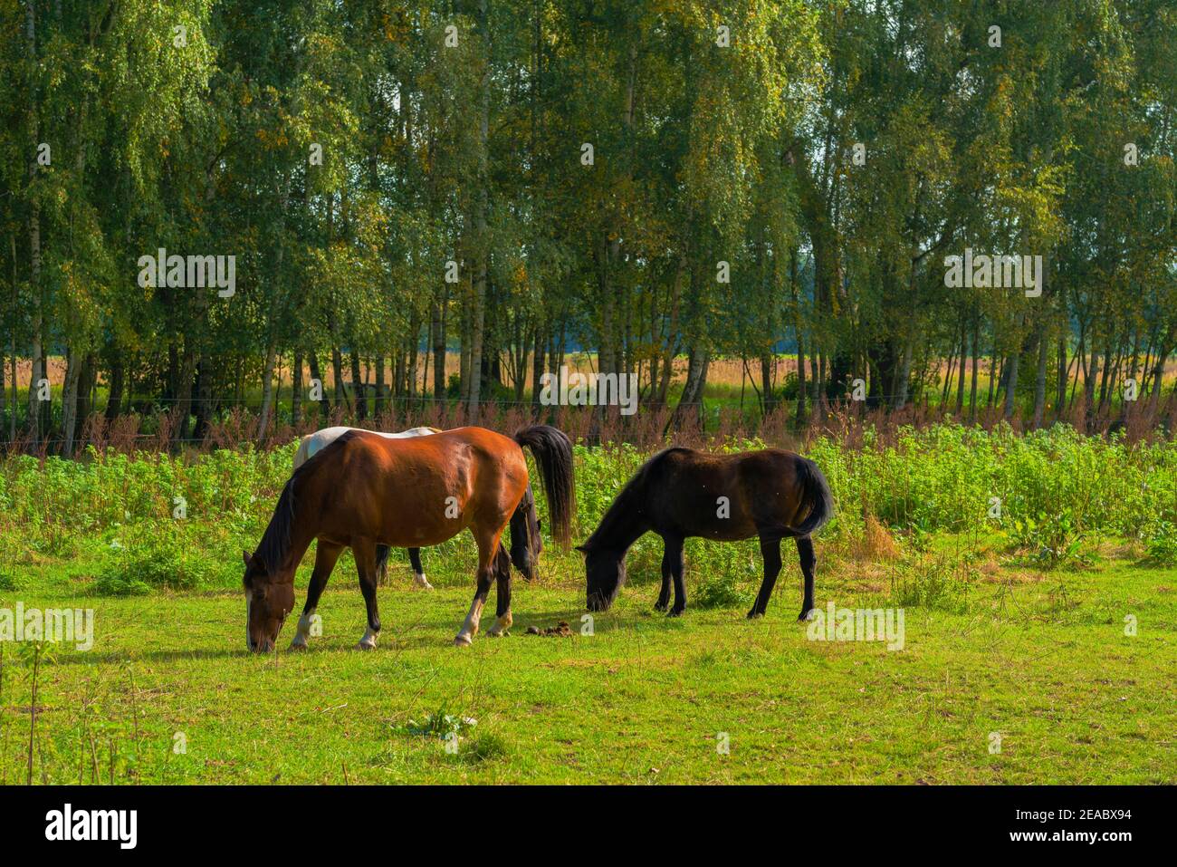 Grazing teeth hi-res stock photography and images - Alamy