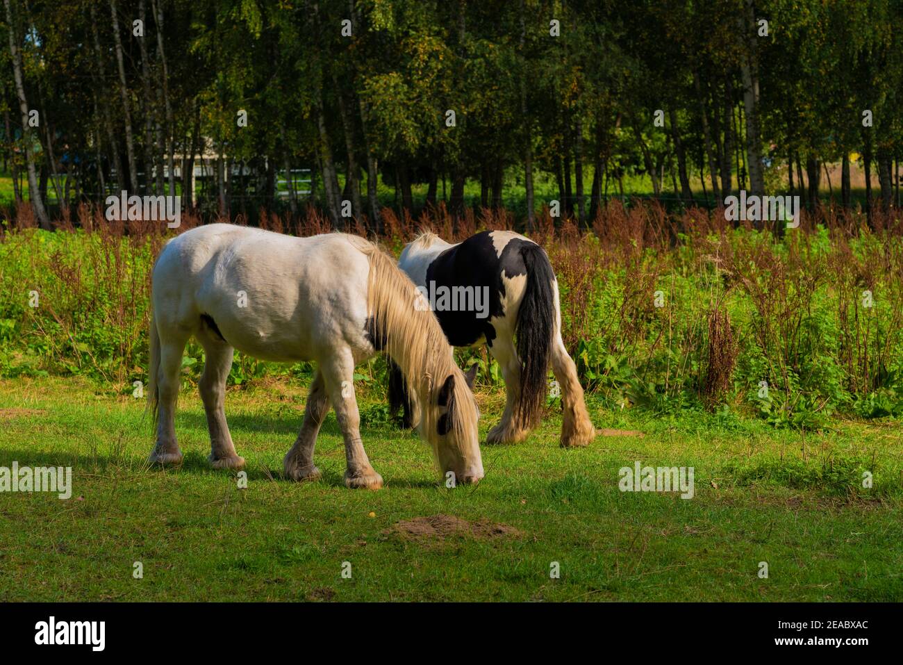 Grazing teeth hi-res stock photography and images - Alamy