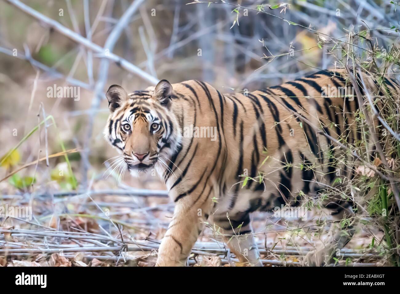 Bengal tiger india hi-res stock photography and images - Alamy