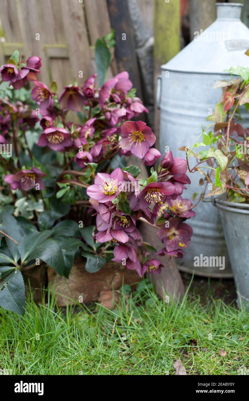 Bloomer hi-res stock photography and images - Alamy