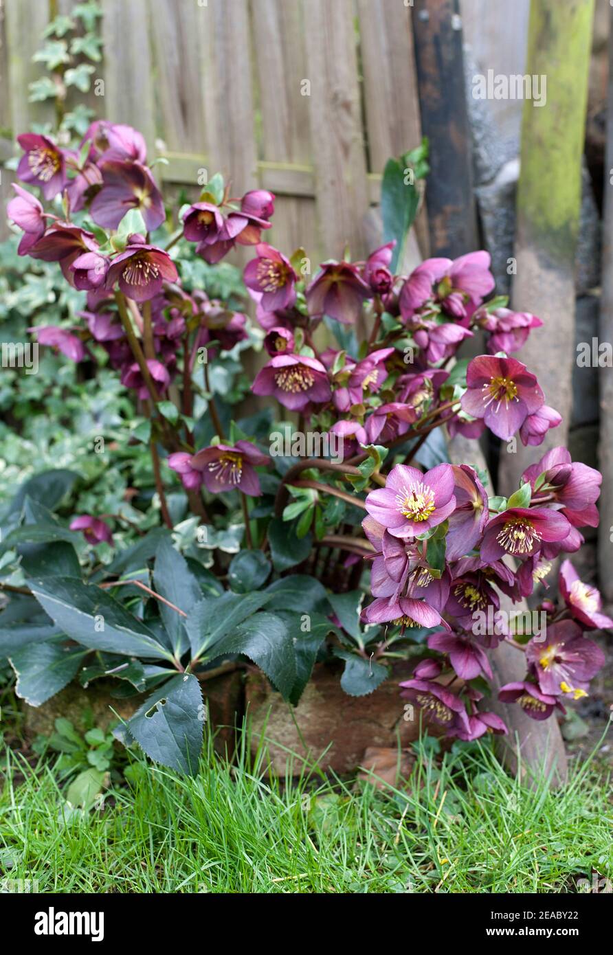 Bloomer hi-res stock photography and images - Alamy