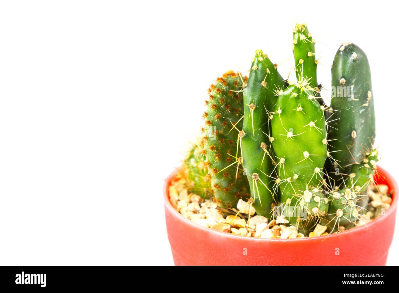 small cactus houseplant in pot on white background Stock Photo - Alamy