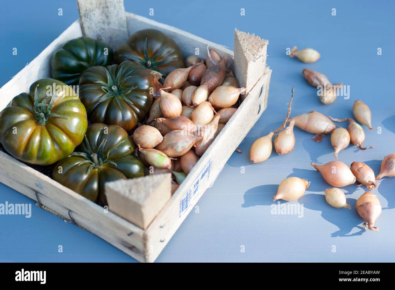 Tomato harvest crates hi-res stock photography and images - Alamy