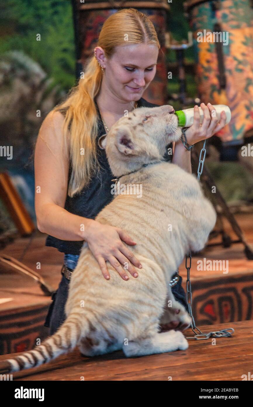 Bottle feeding tiger cub hi-res stock photography and images - Alamy