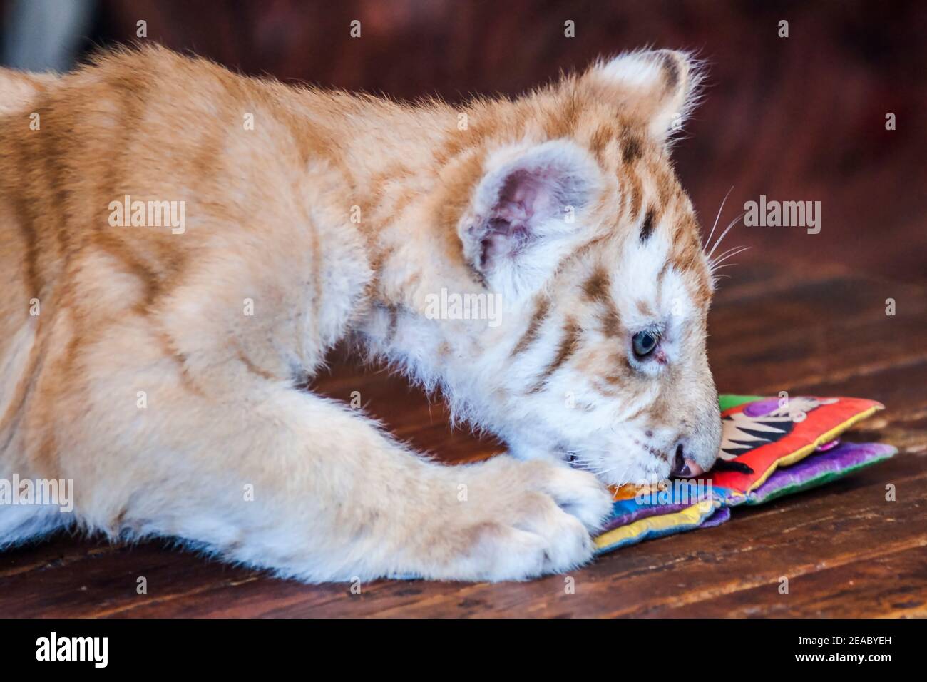 A tiger cub playing with a toy in the Parrot Theater at Jungle Island ...
