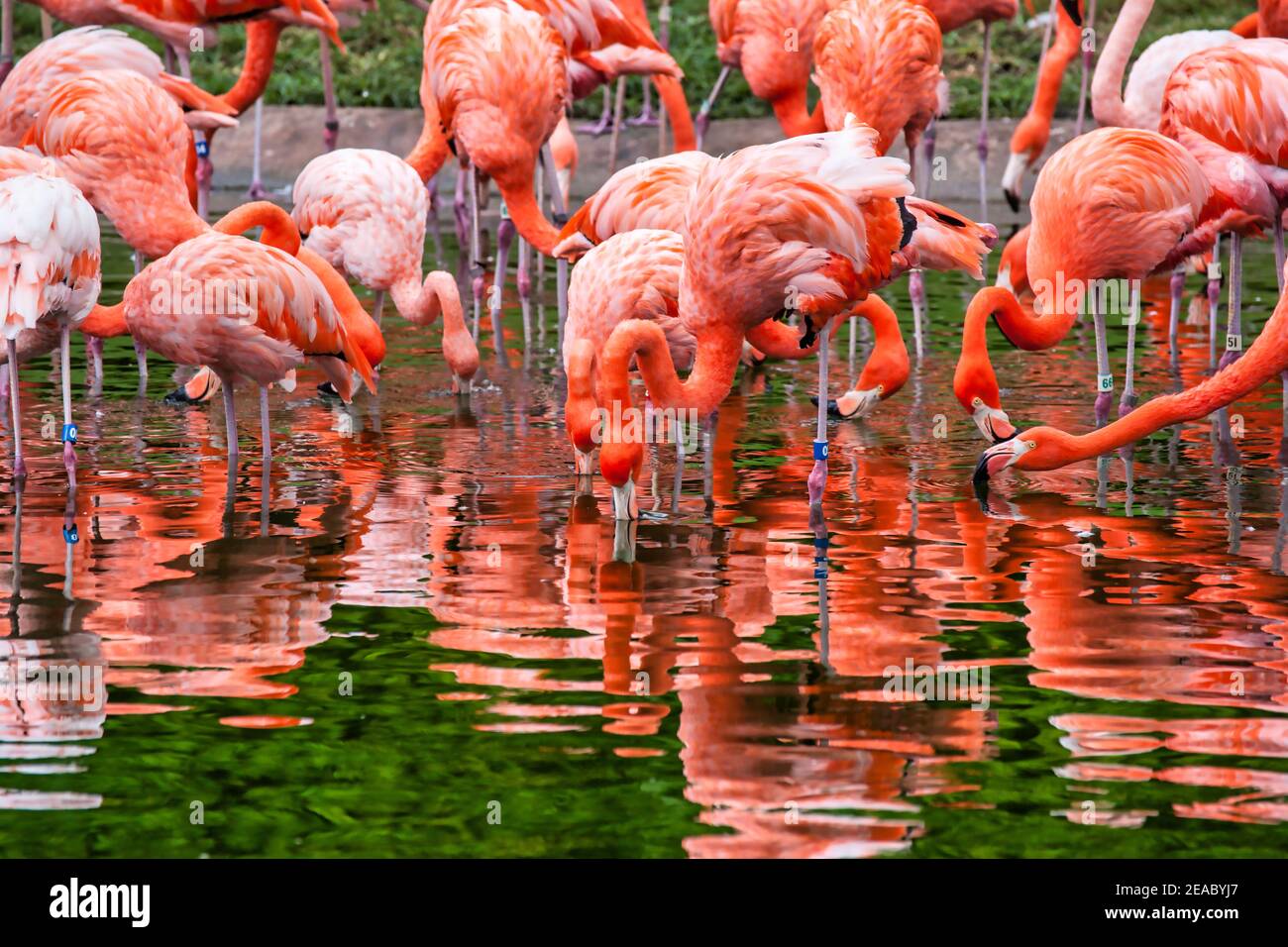 Flamingo lake hi-res stock photography and images - Alamy