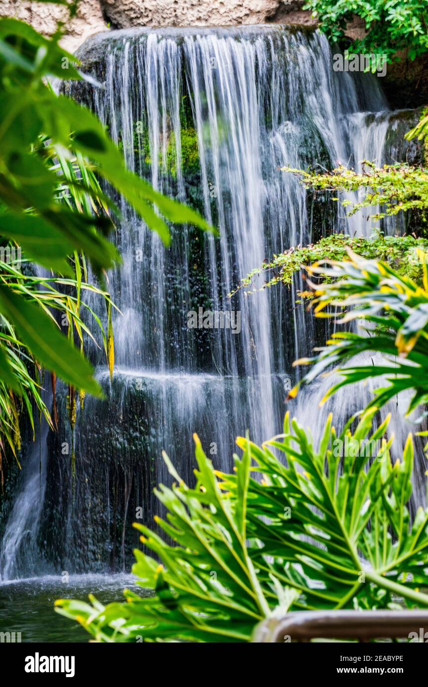 A waterfall framed by philodendron leaves in a lush tropical setting at ...