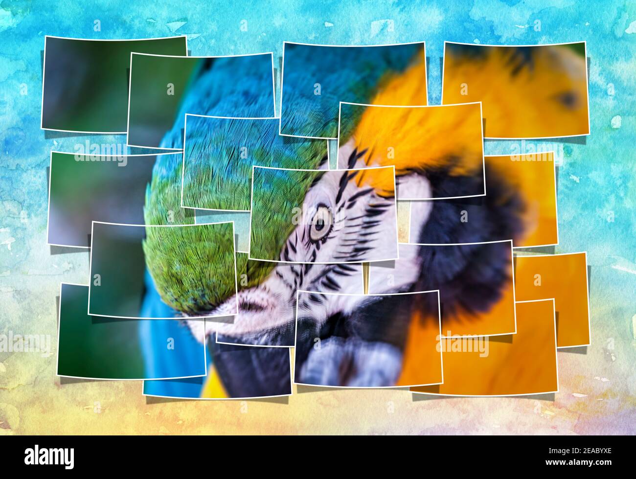 Photo illustration of a closeup of a Blue and Gold Macaw Parrot at ...