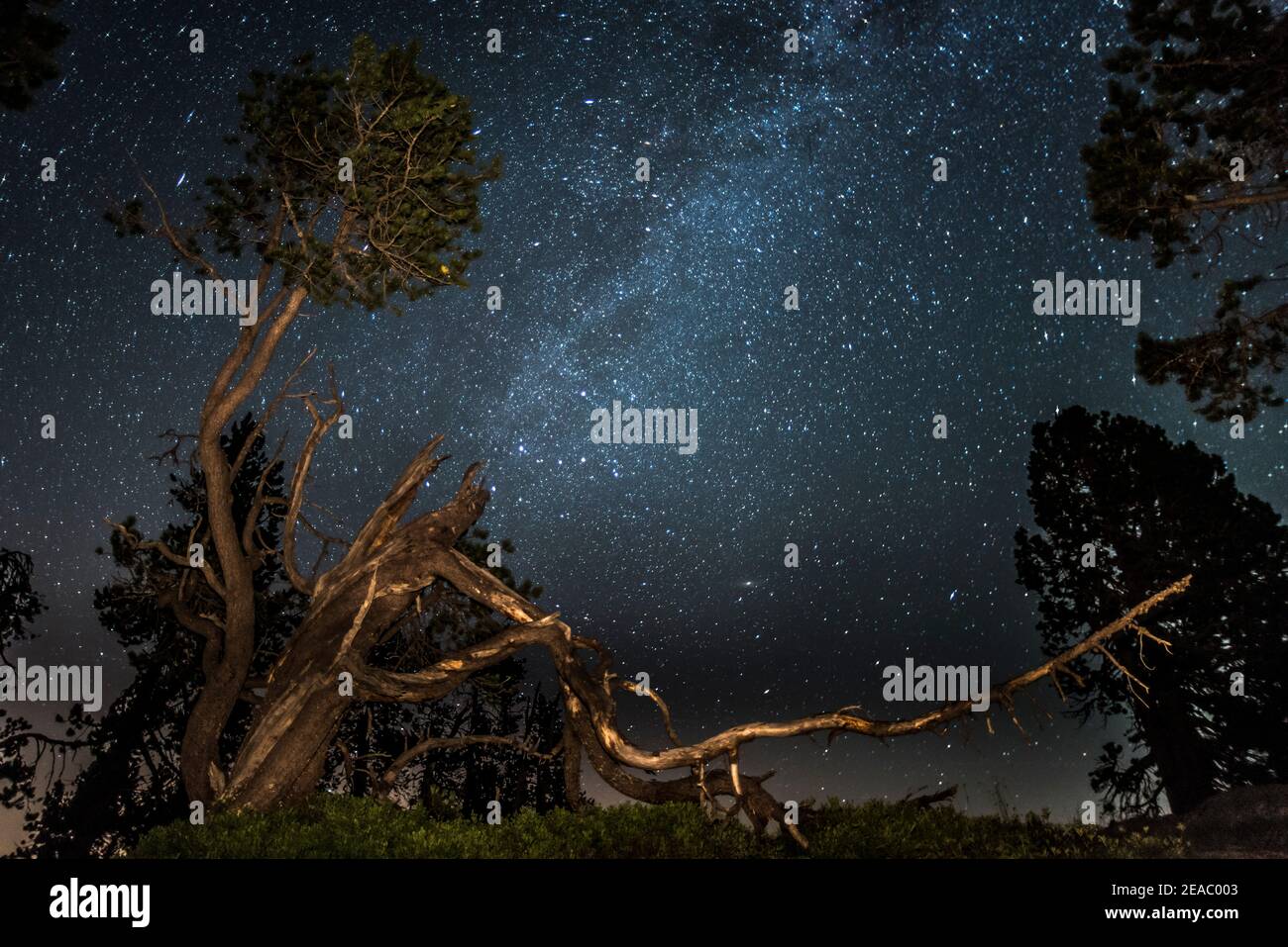 Milky way trees hi-res stock photography and images - Alamy