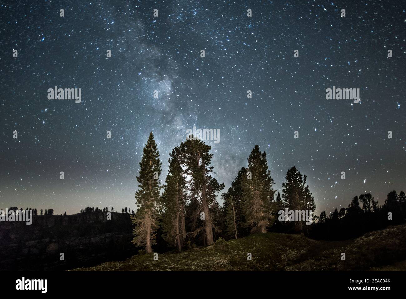 Milky way trees hi-res stock photography and images - Alamy