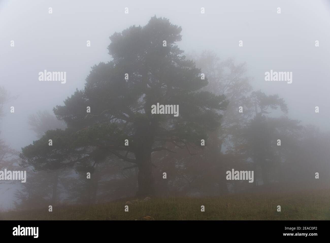 Tree in the fog Stock Photo - Alamy