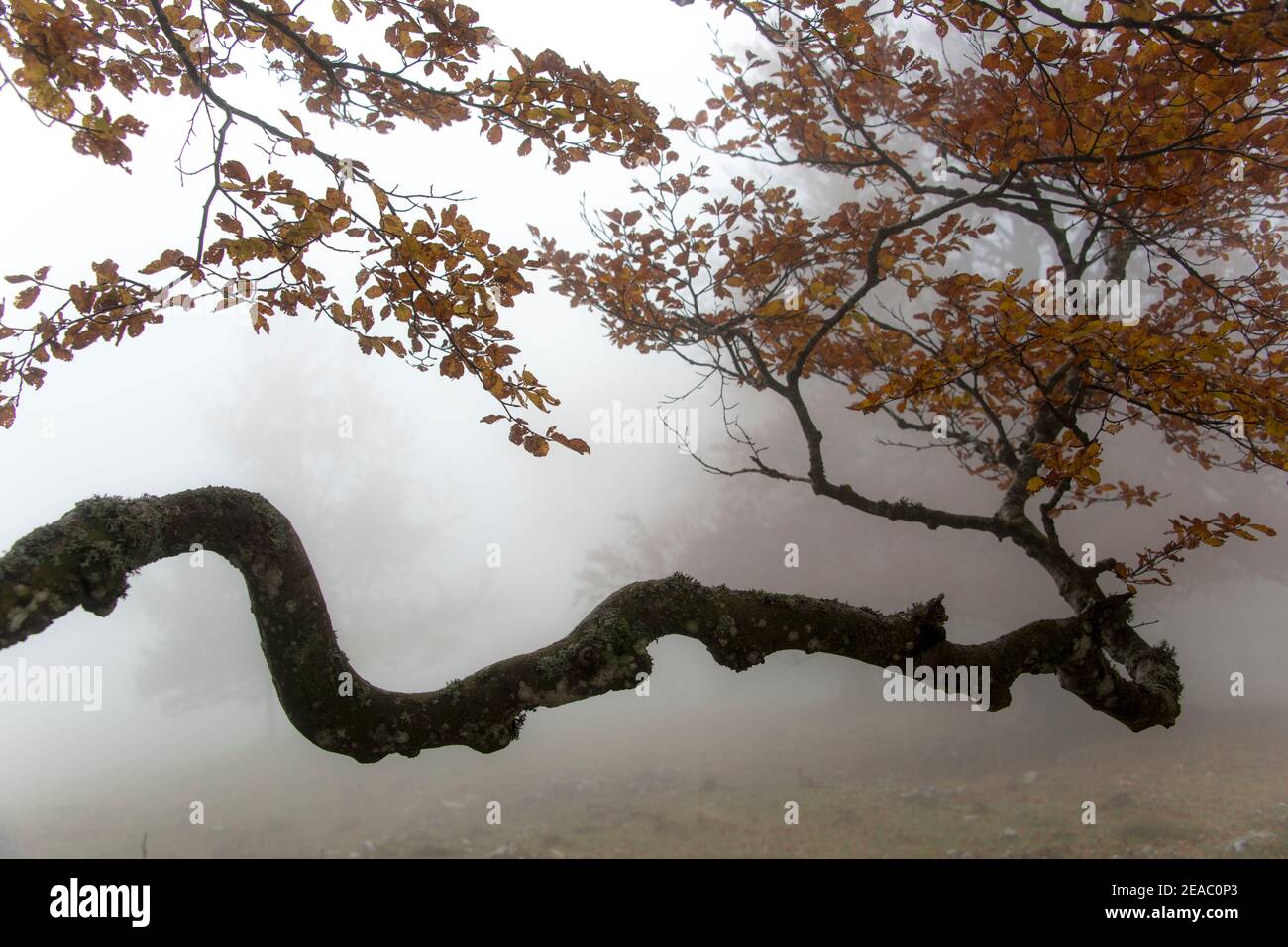 Trekking in the fog hi-res stock photography and images - Alamy