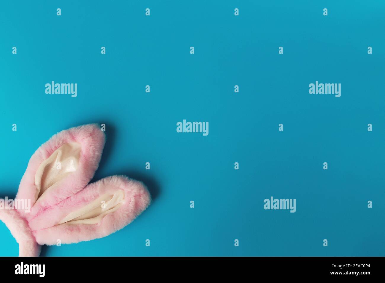 Pink Easter bunny ears on the blue background Stock Photo - Alamy