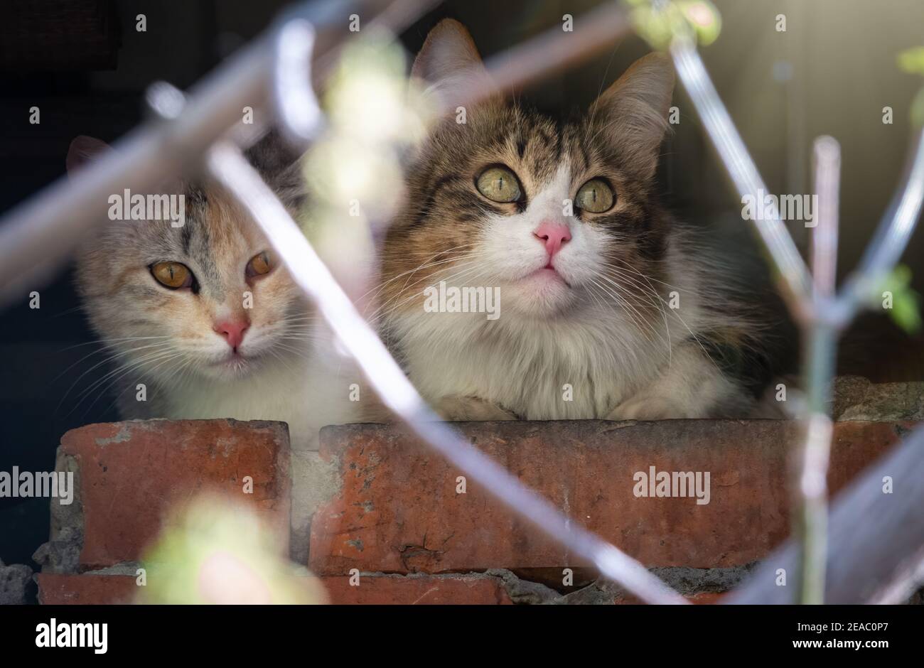 Stray cats in abandoned building. Two adorable street cats on brick ...